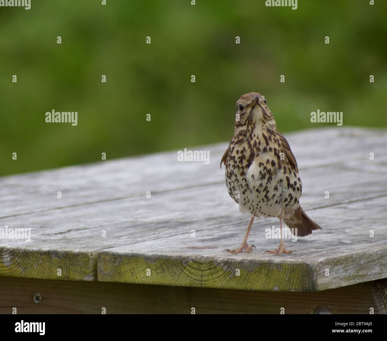 Close-up of a Song Thrush stood on a bench Stock Photo - Alamy