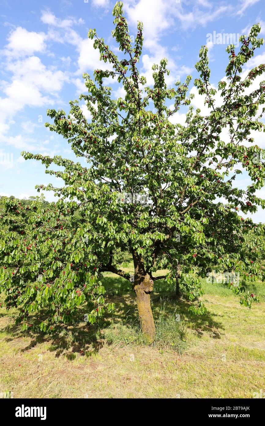 big cherry tree with many red cherries in spring Stock Photo - Alamy
