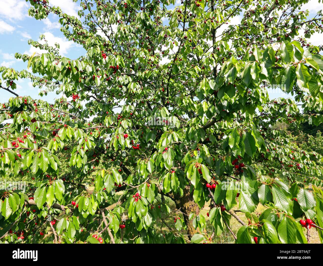 lush cherry tree with ripe red fruits ready to be harvested in late ...
