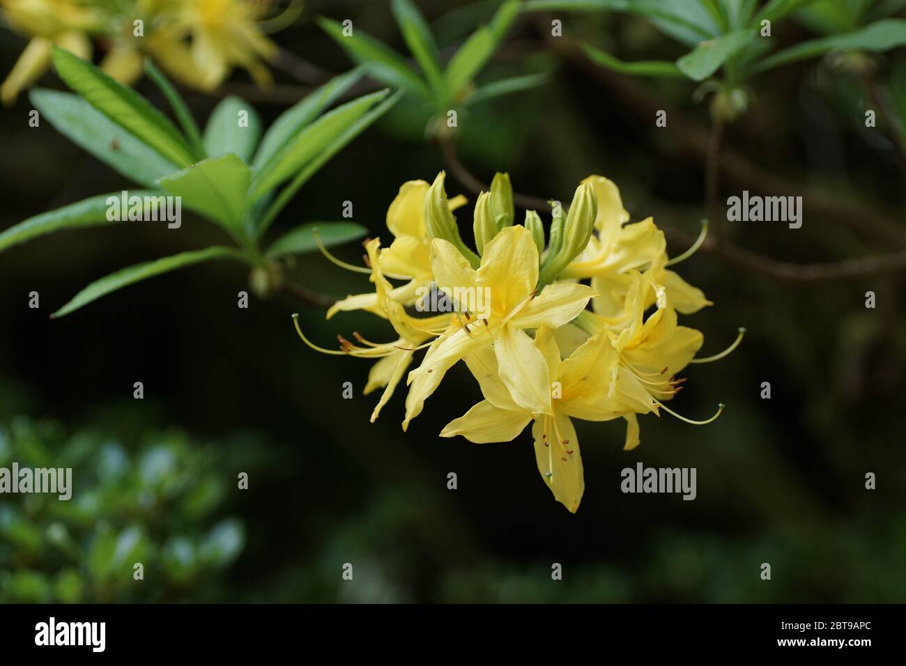 Luteum hi-res stock photography and images - Alamy