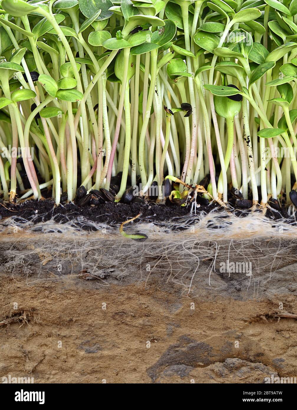 healthy green sprouts grow in the ground Stock Photo - Alamy