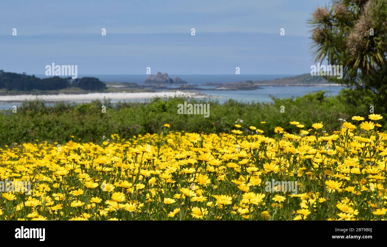 Scilly isles tresco flowers hi-res stock photography and images - Alamy