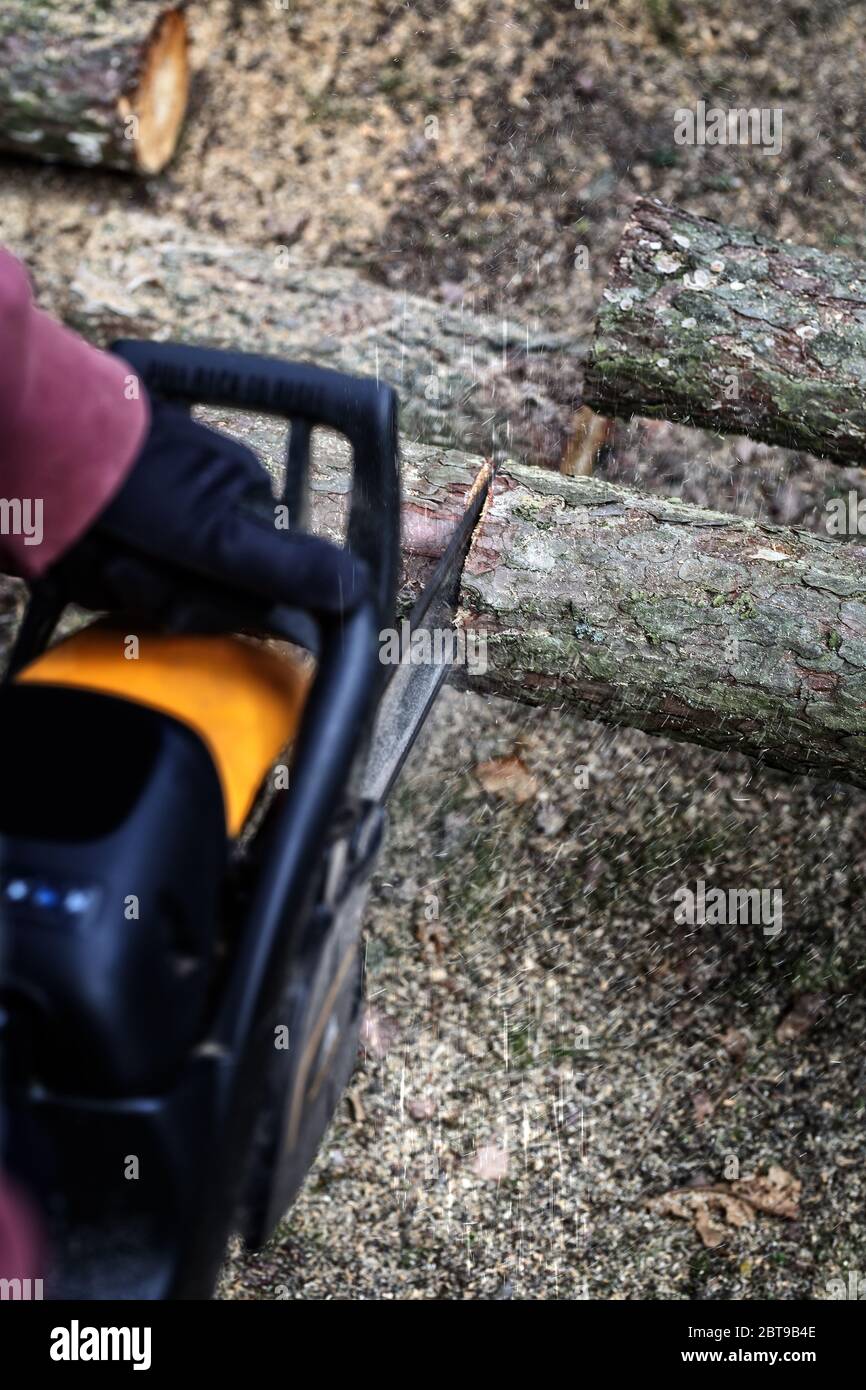 felling trees in the forest with a chainsaw Stock Photo - Alamy