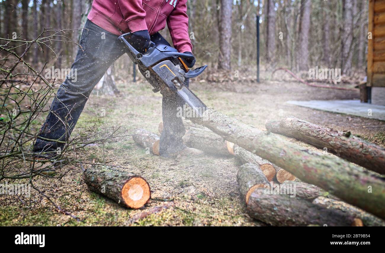 felling trees in the forest with a chainsaw Stock Photo - Alamy