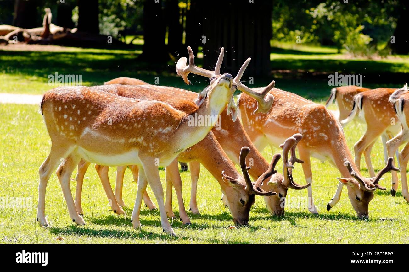 Deer troubled with annoying Flies at Dunham Massey, National Trust ...