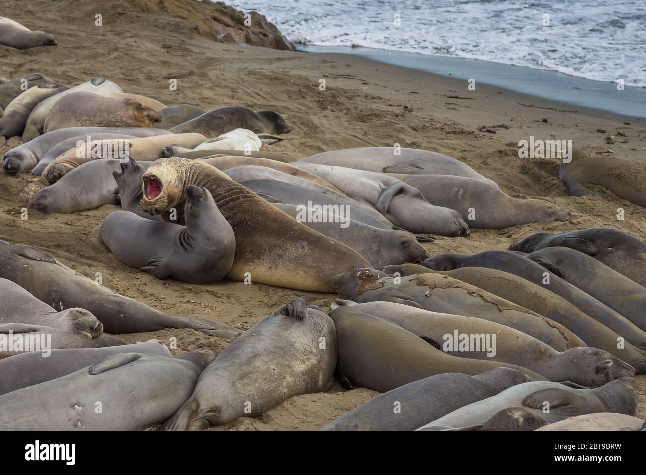 Female walrus hi-res stock photography and images - Alamy