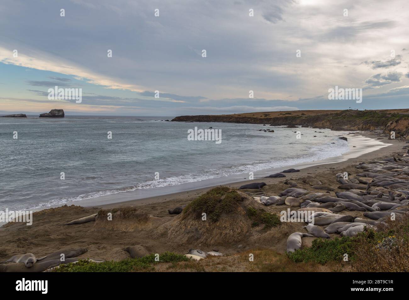 Elephant Seals, Walruses lying on the beach, California Coastal trail ...