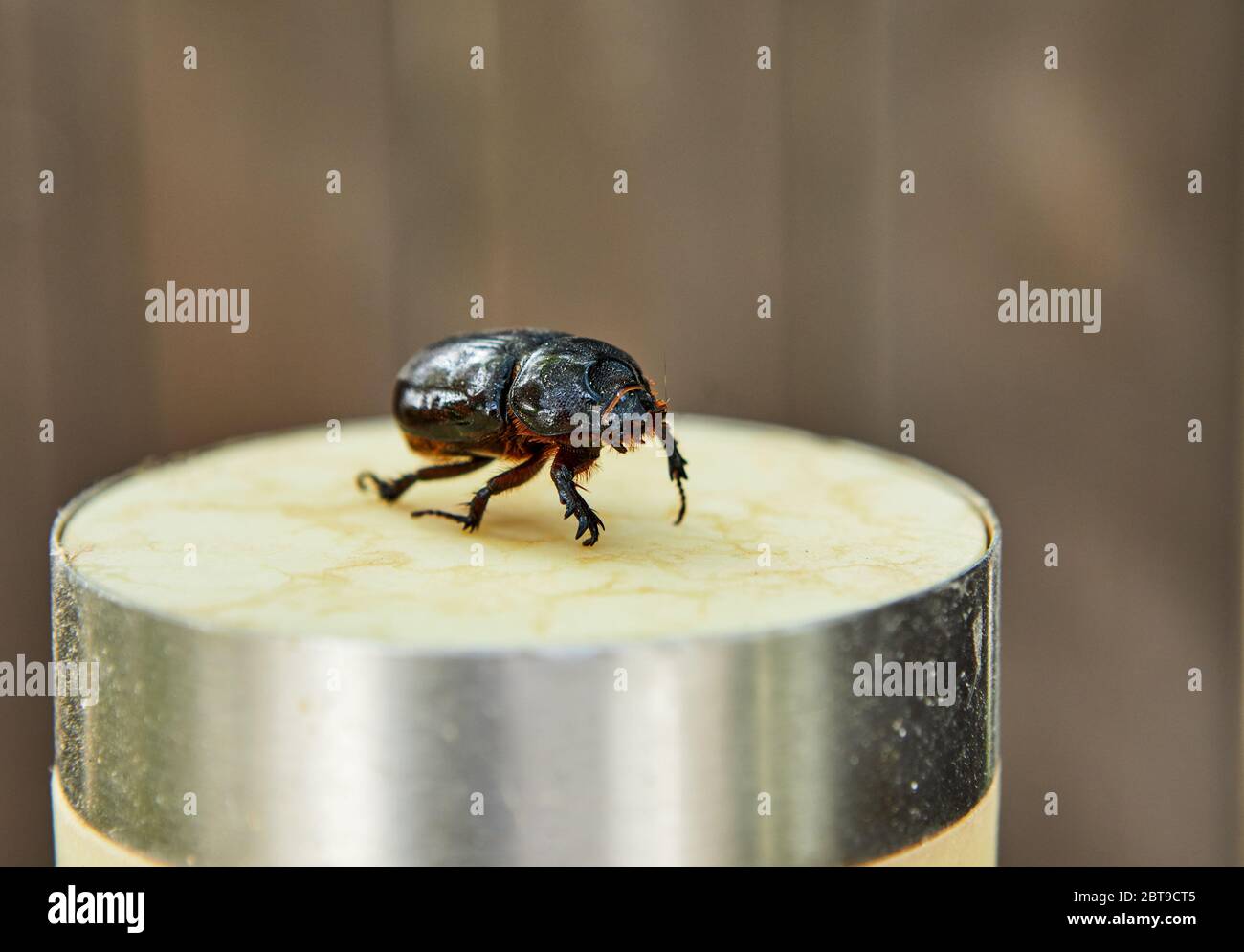Horned dung beetle hi-res stock photography and images - Alamy