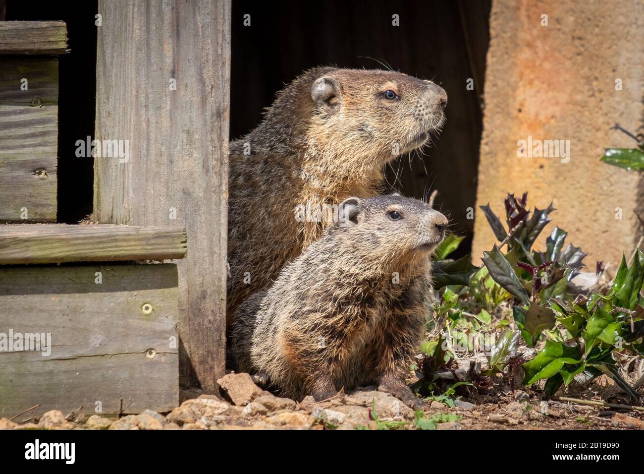 A mother groundhog and her kit peer out from beneath a deck. Raleigh ...
