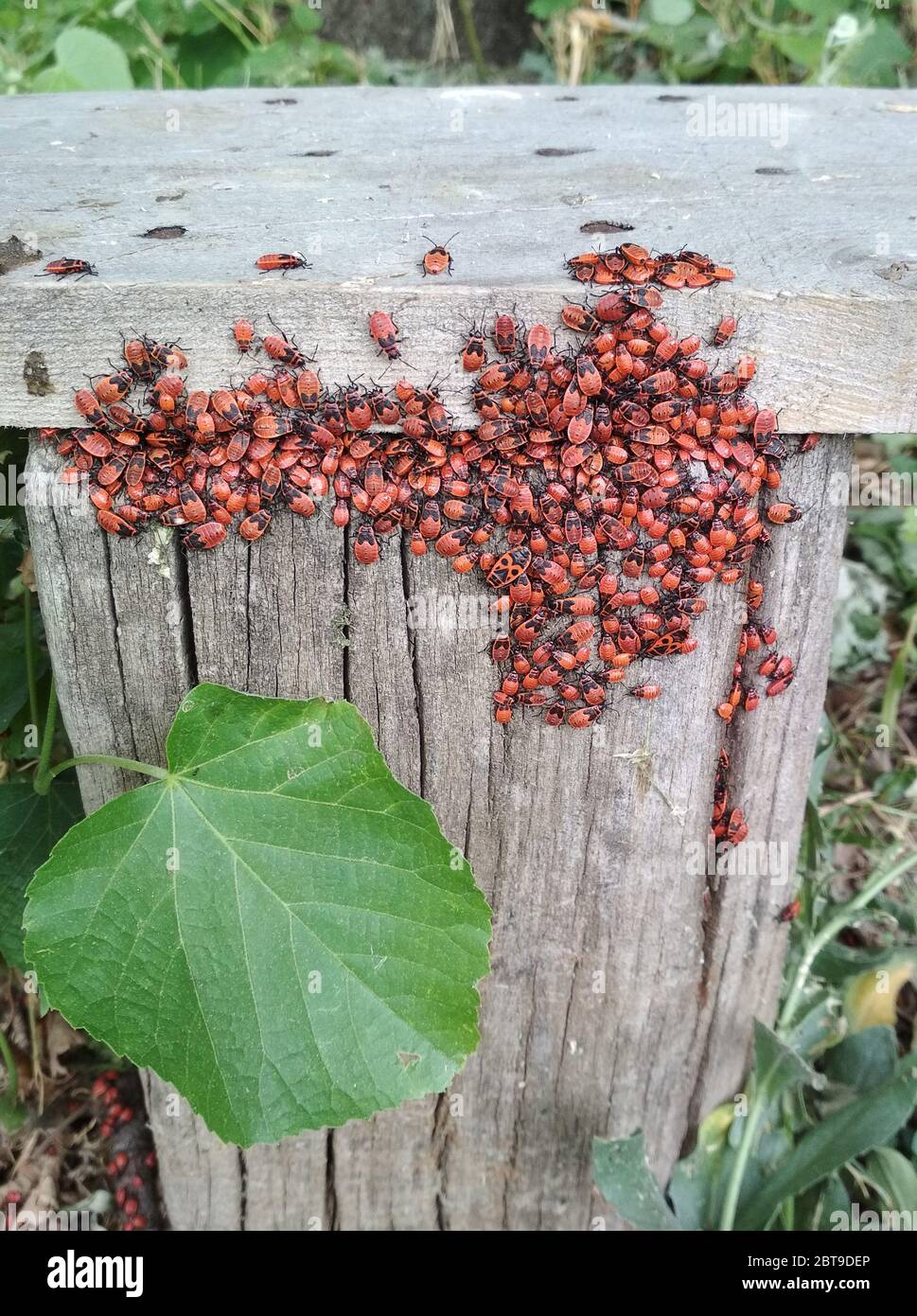 Large group of red bugs standing on old wooden bench Stock Photo - Alamy