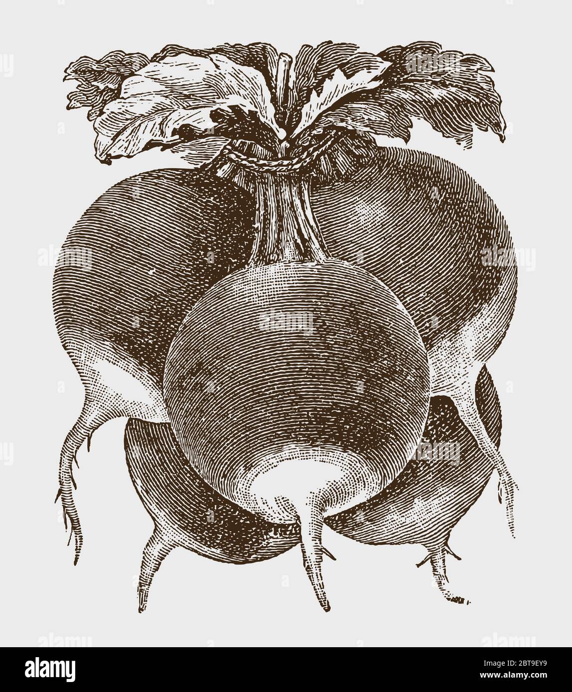 Red globe radish Stock Vector Images - Alamy