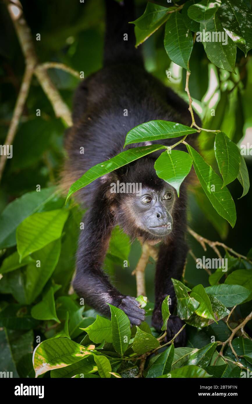 Howler monkey in jungle hi-res stock photography and images - Alamy