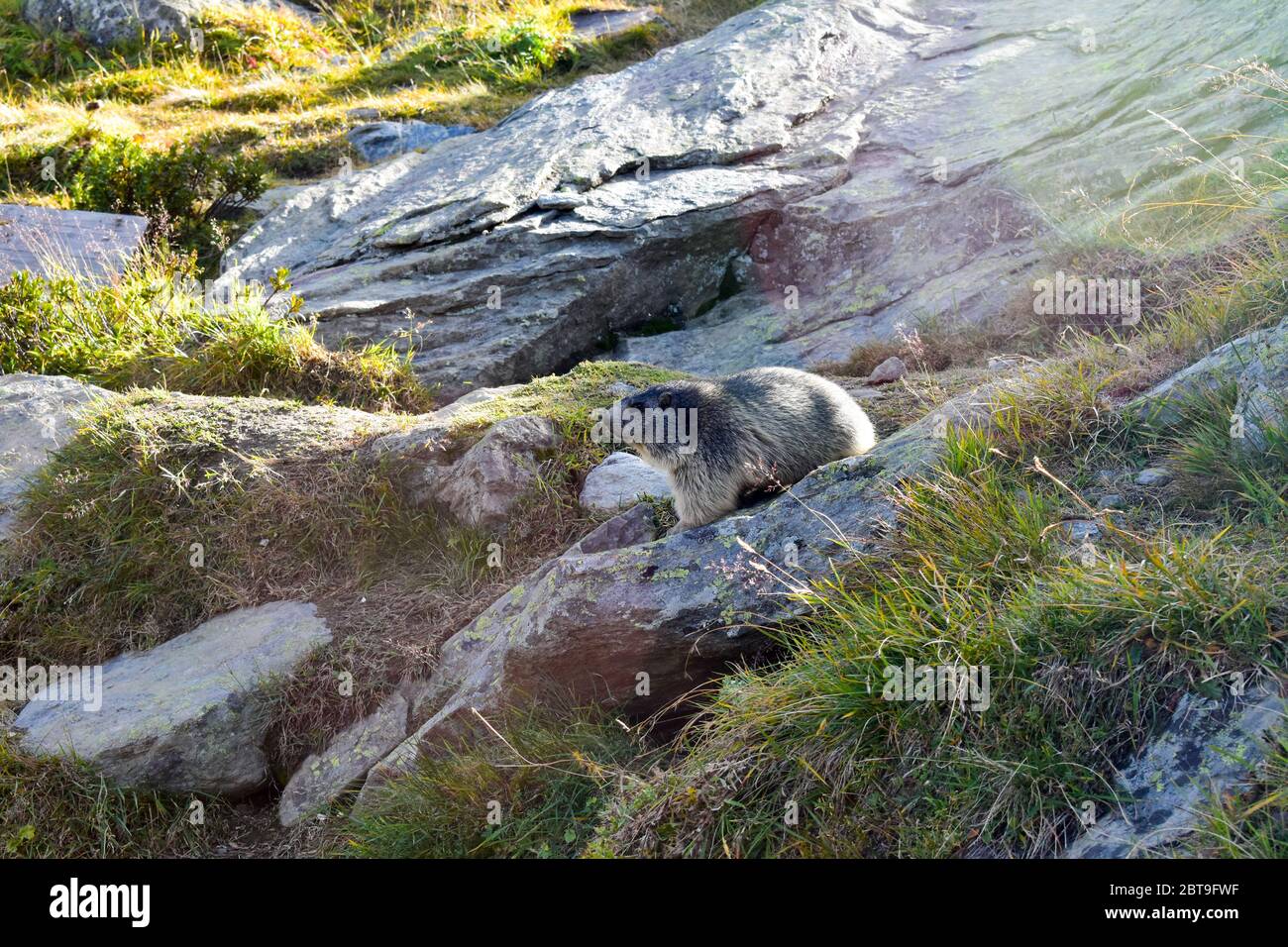 Alpine Marmot (Marmota marmota) gets feeded with a carrot Stock Photo ...