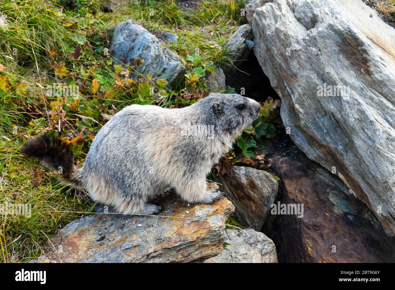Alpine Marmot (Marmota marmota) gets feeded with a carrot Stock Photo - Alamy
