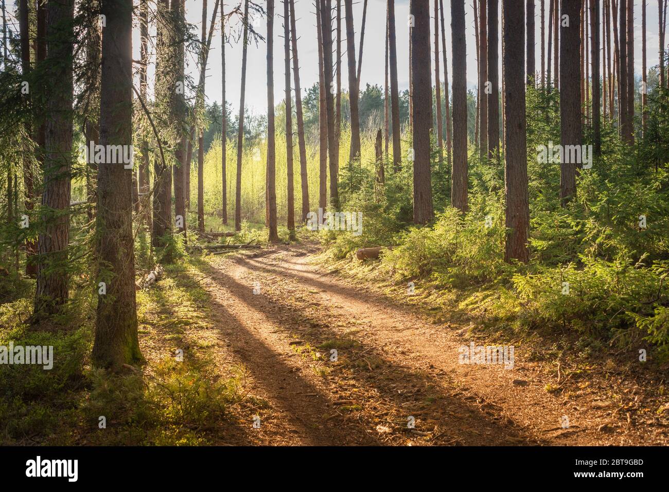 Coniferous forest forest path spruce hi-res stock photography and ...