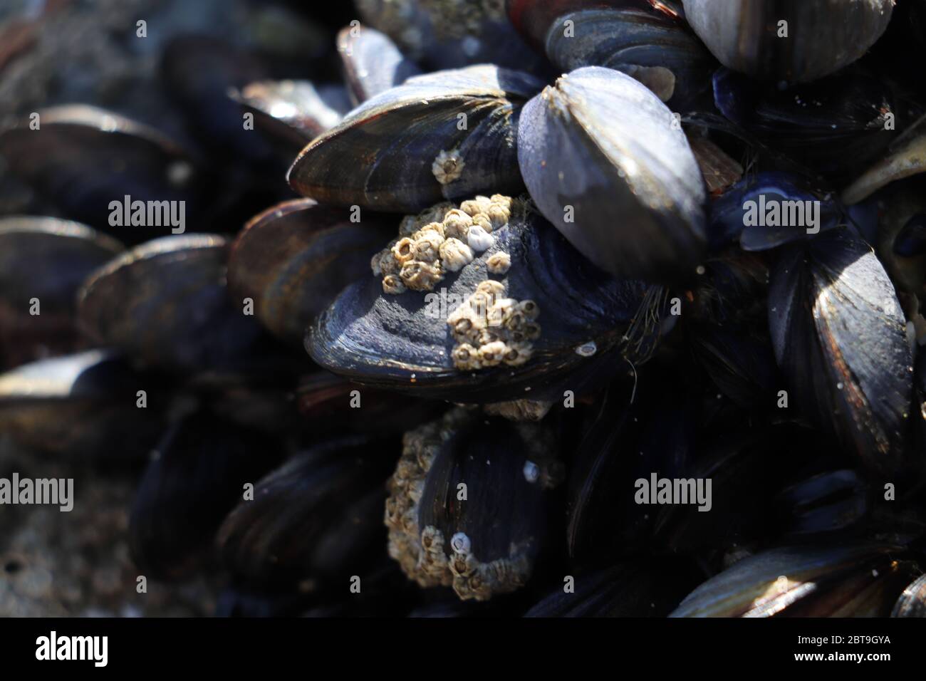 Mussels and Barnacles on rock at beach Stock Photo - Alamy
