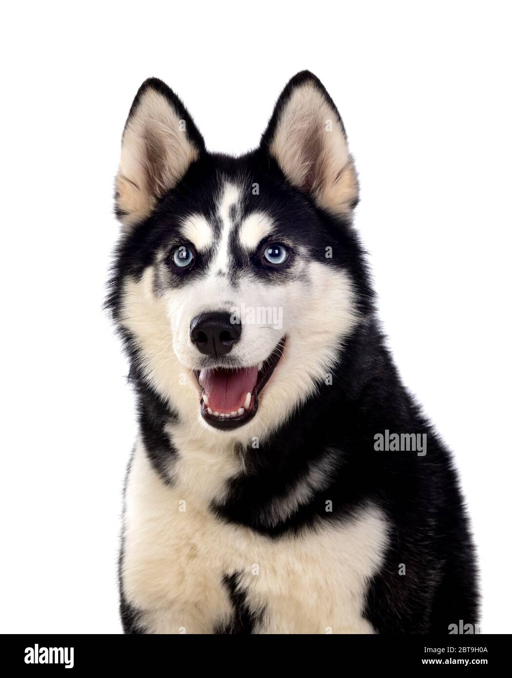 Siberian Huskie with blue eyes isolated on a white background Stock ...