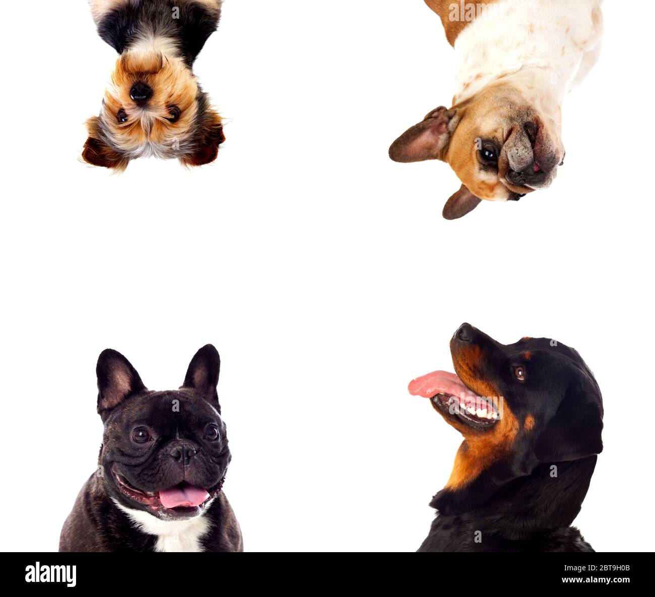 Four portrait of dogs isolated on a white background Stock Photo - Alamy