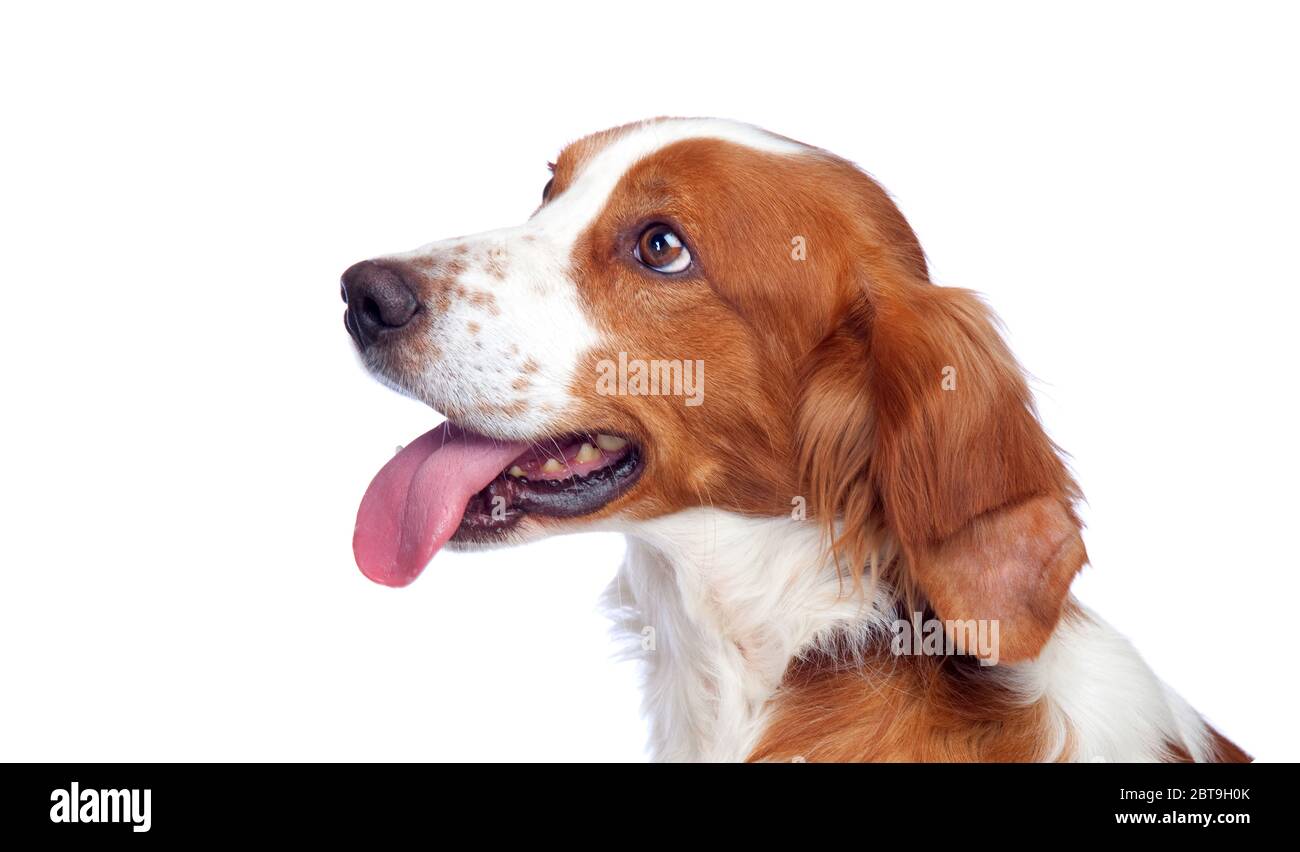 Beautiful dog isolated on a white background Stock Photo - Alamy