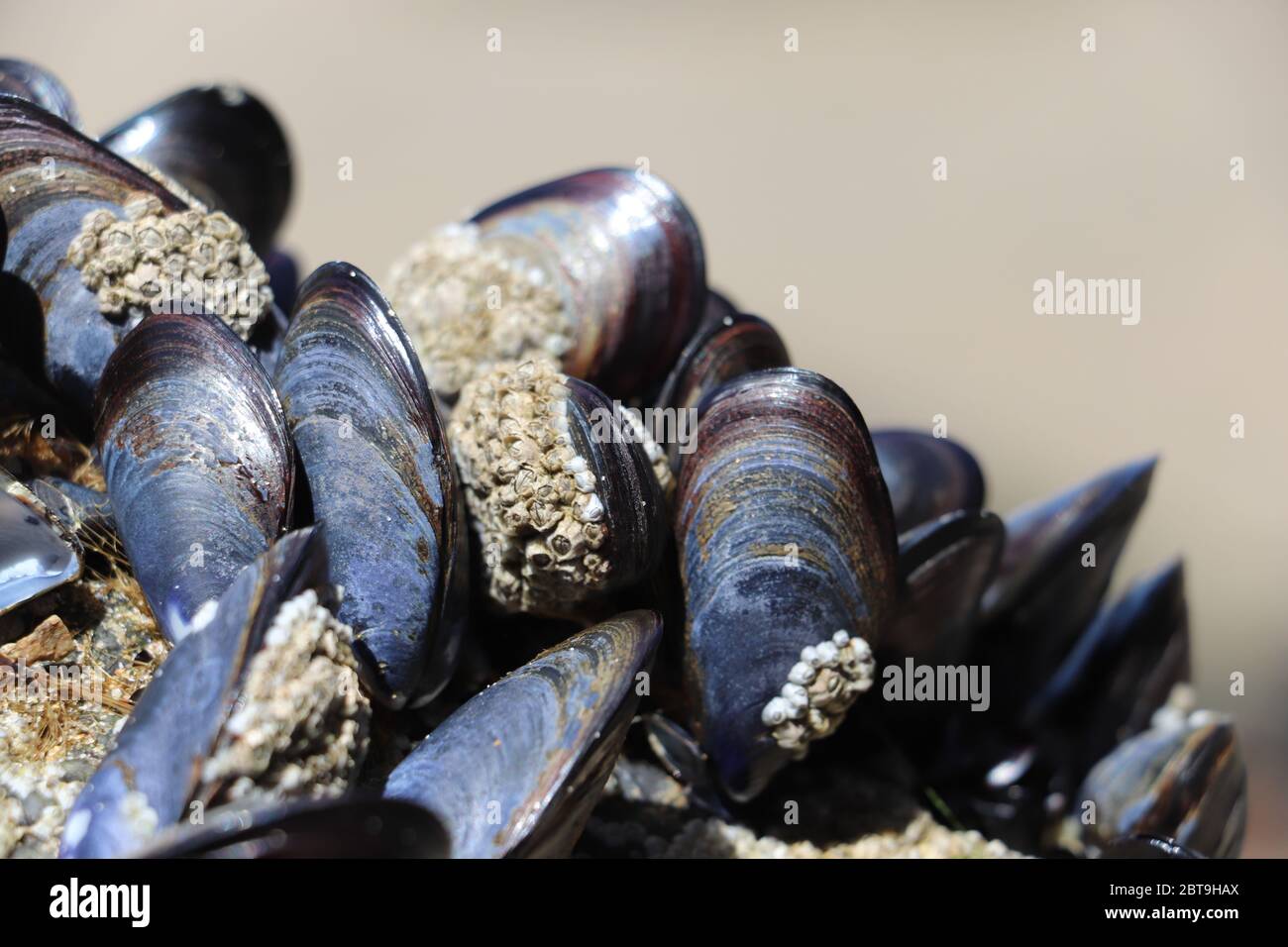 Mussels and Barnacles on rock at beach Stock Photo - Alamy
