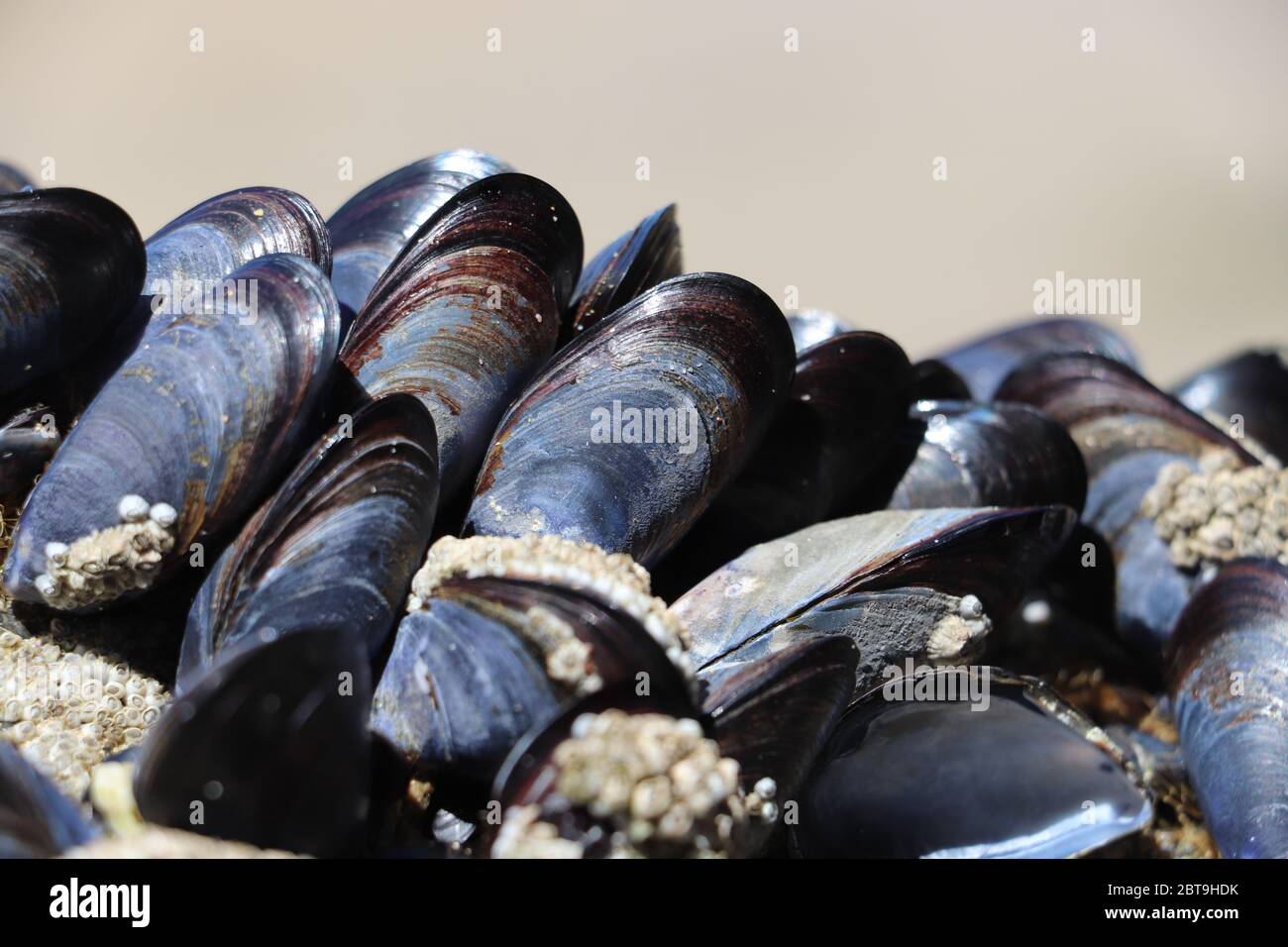 Mussles and barnacles hi-res stock photography and images - Alamy