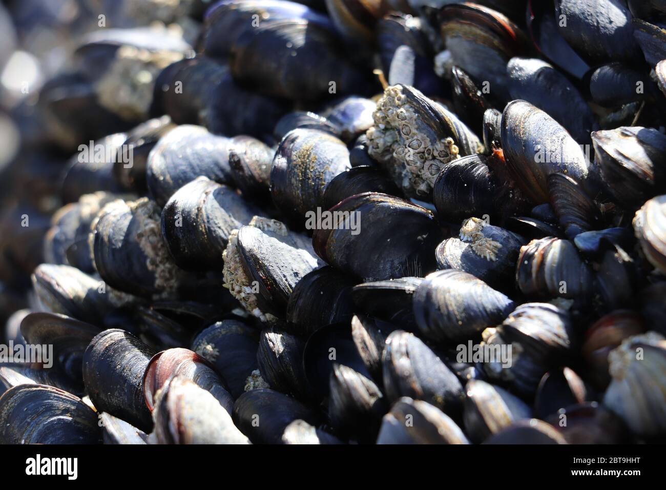 Mussels and Barnacles on rock at beach Stock Photo - Alamy