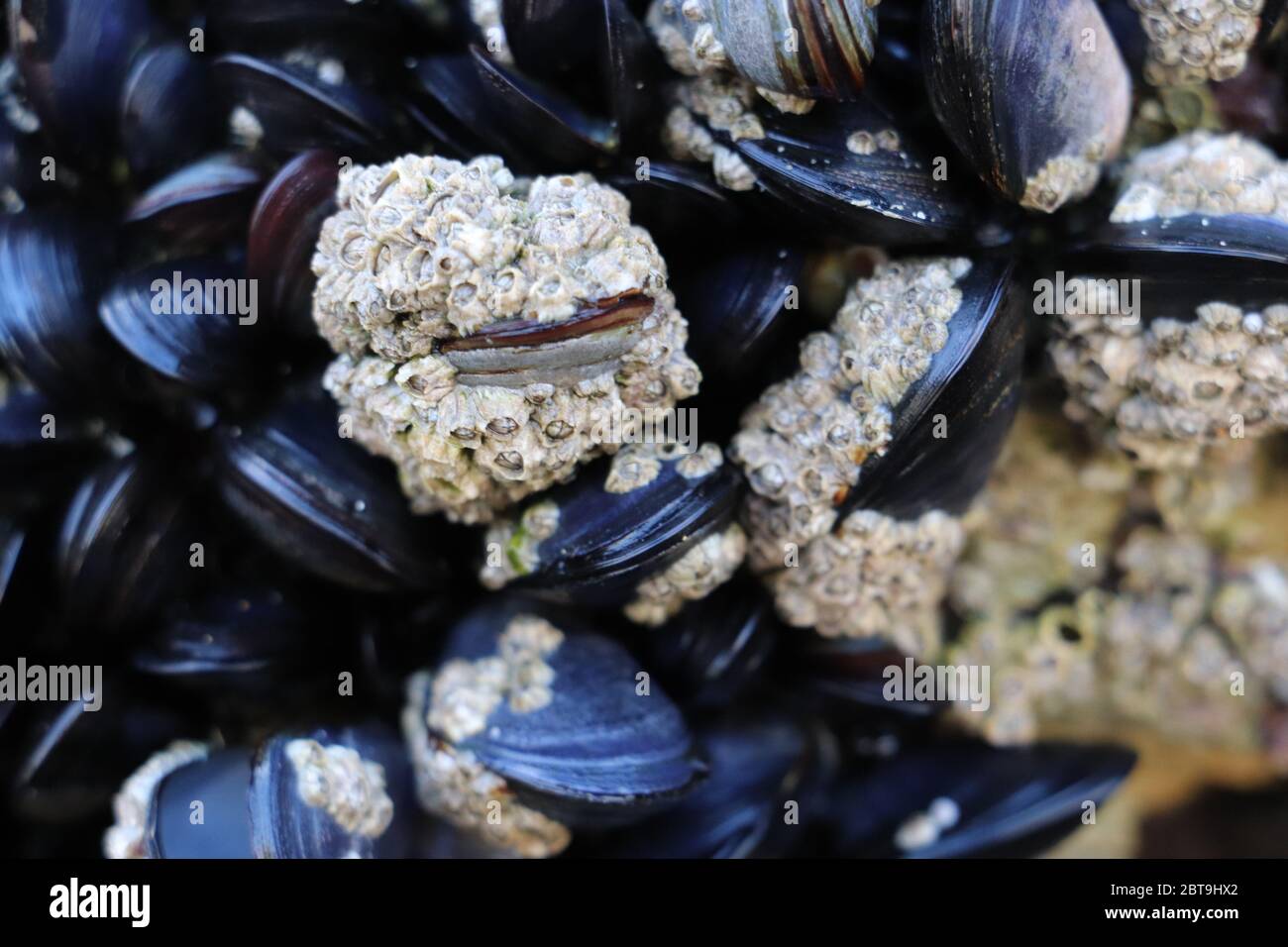 Mussels and Barnacles on rock at beach Stock Photo - Alamy