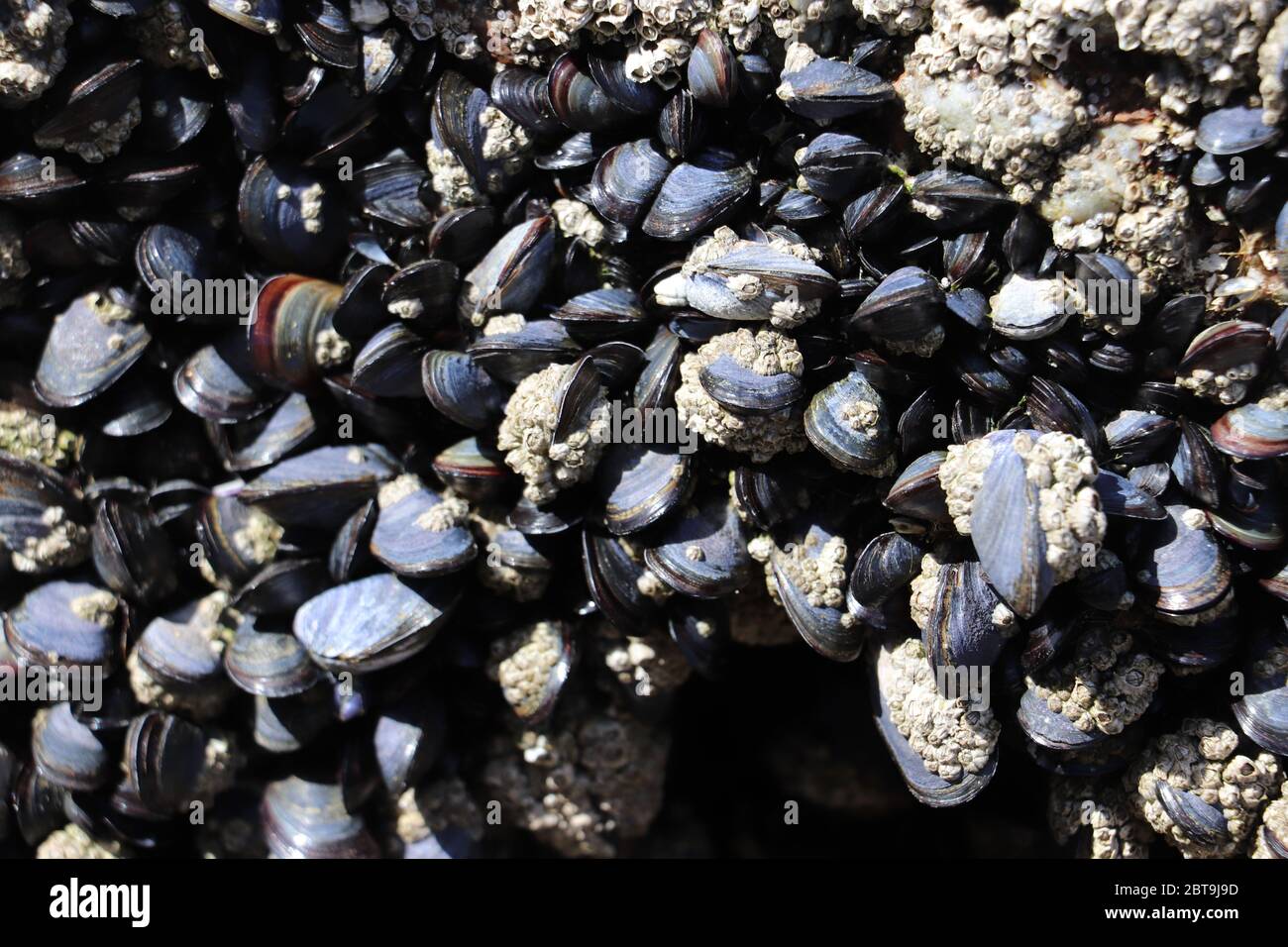Mussels and Barnacles on rock at beach Stock Photo - Alamy