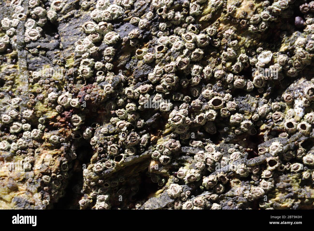 Lots of small Barnacles attached to a rock at the beach Stock Photo - Alamy