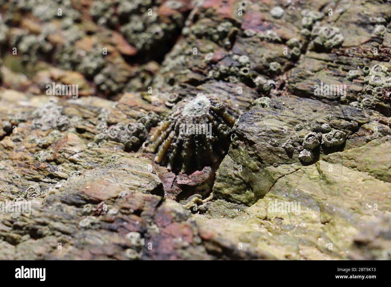 Small barnacles hi-res stock photography and images - Alamy