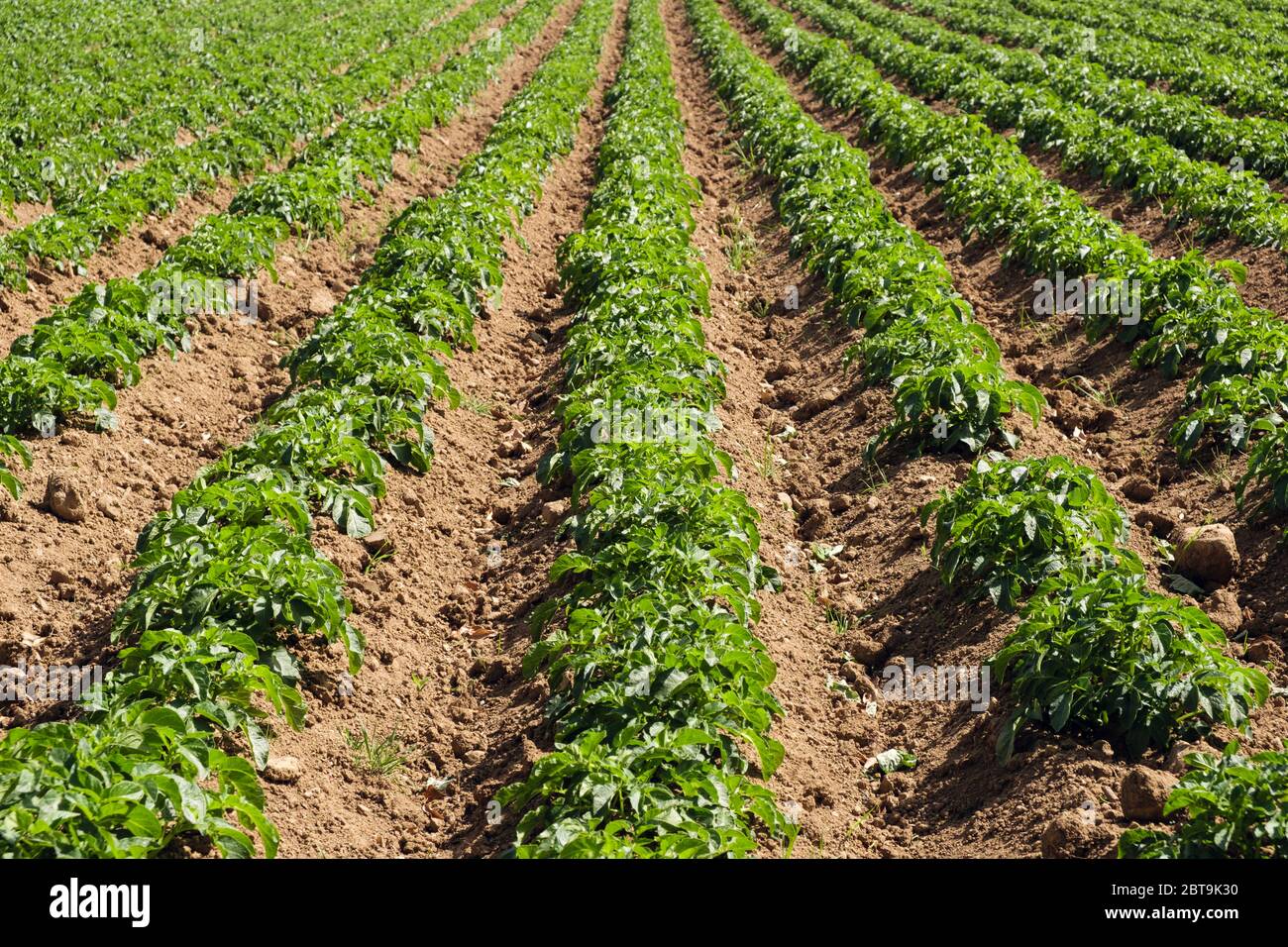 Potato crop with rows of plants growing in straight lines in a field in ...