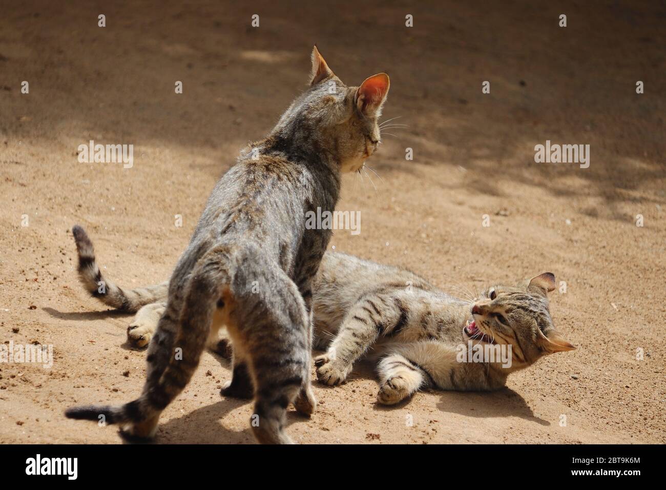 two angry cats fighting on the ground Stock Photo - Alamy