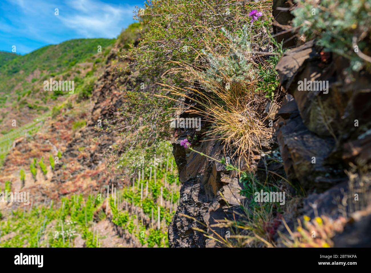 Plants on slate rocks, growing in vineyards in western Germany in the ...
