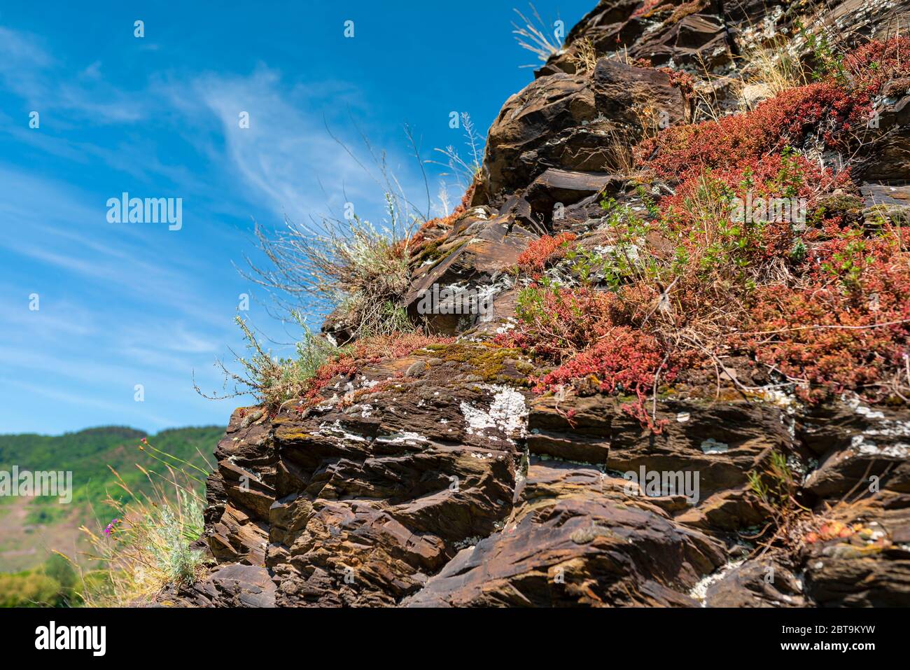 Plants on slate rocks, growing in vineyards in western Germany in the ...