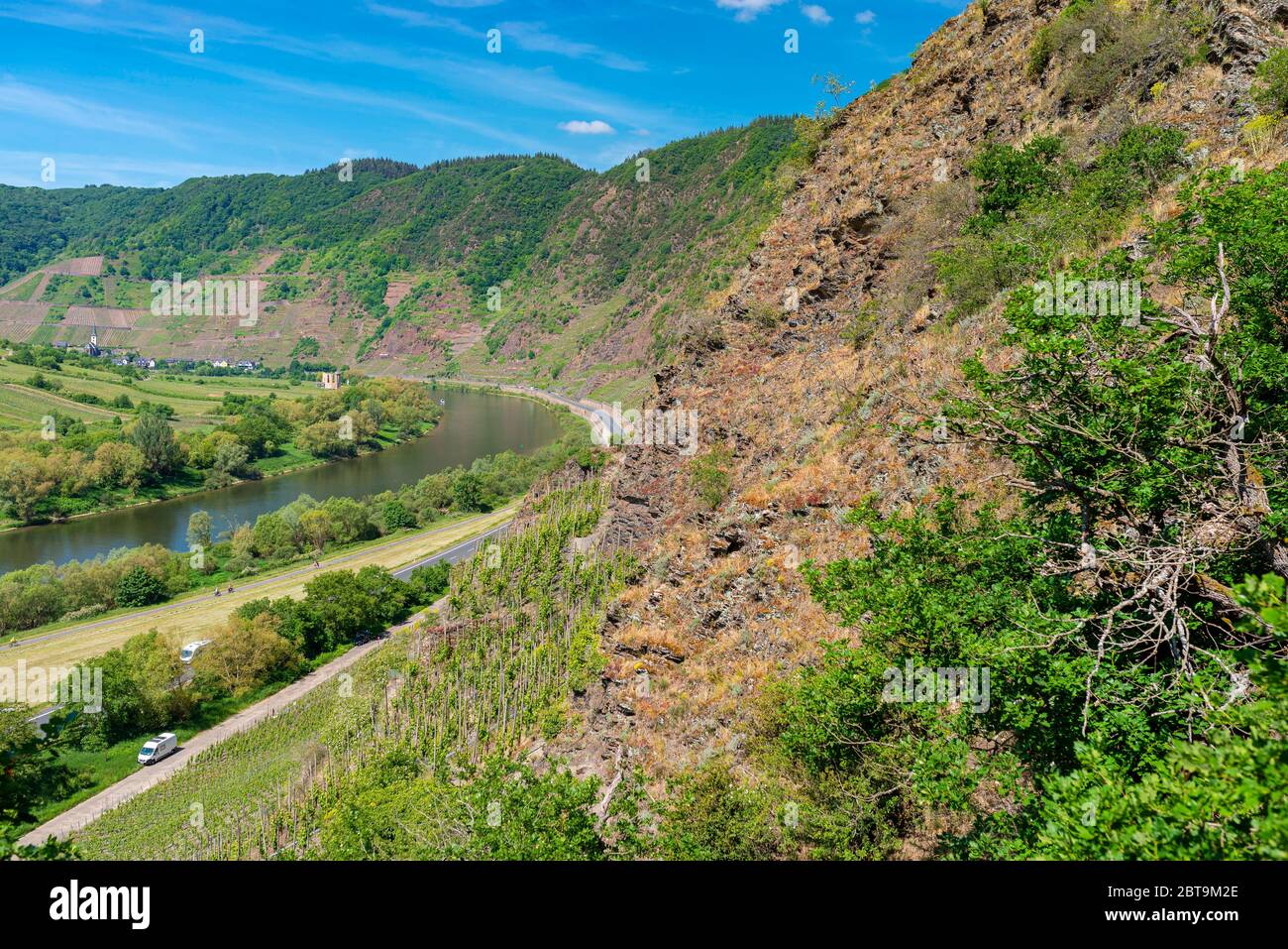 Plants on slate rocks, growing in vineyards in western Germany in the ...