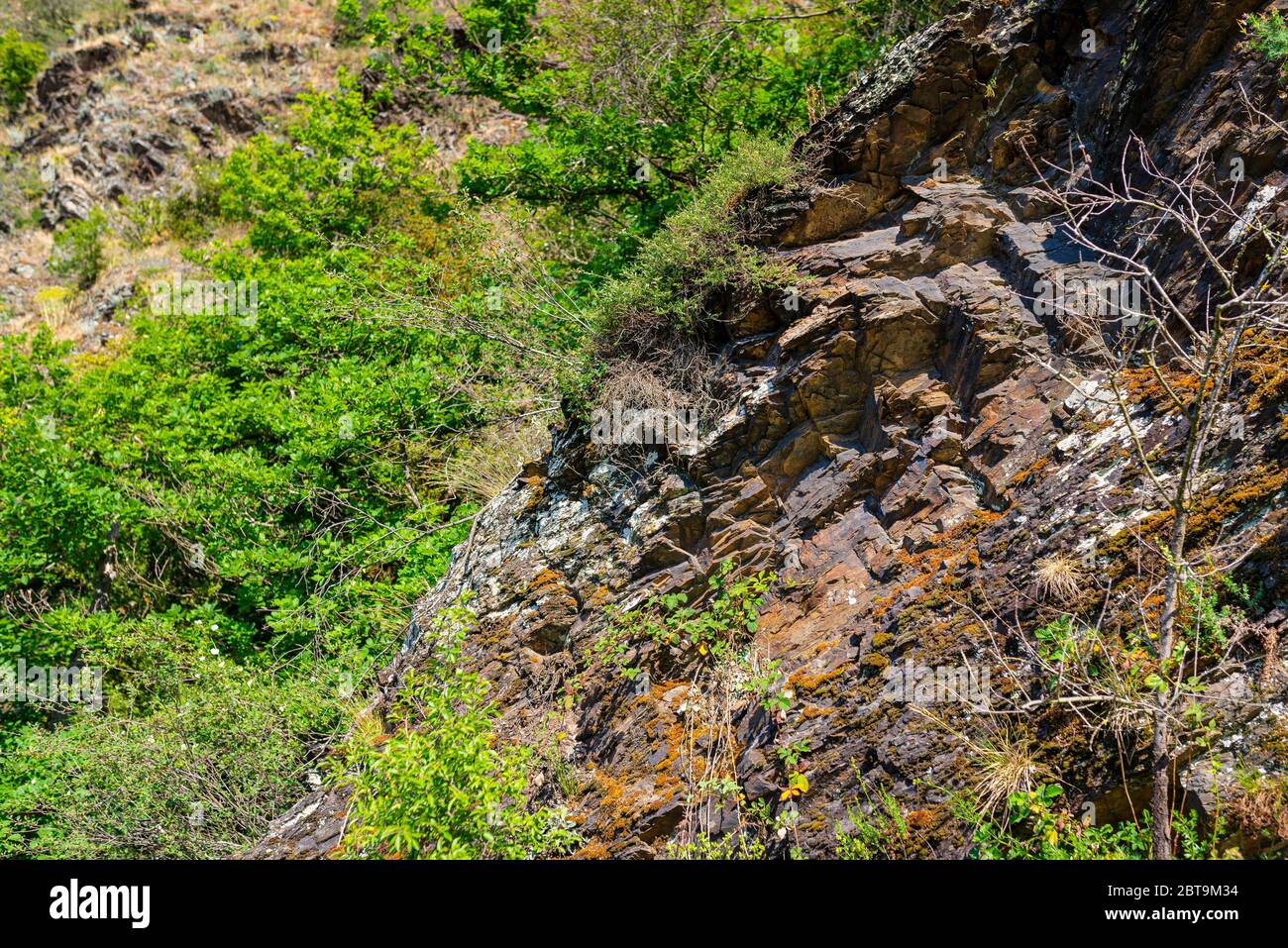 Plants on slate rocks, growing in vineyards in western Germany in the ...