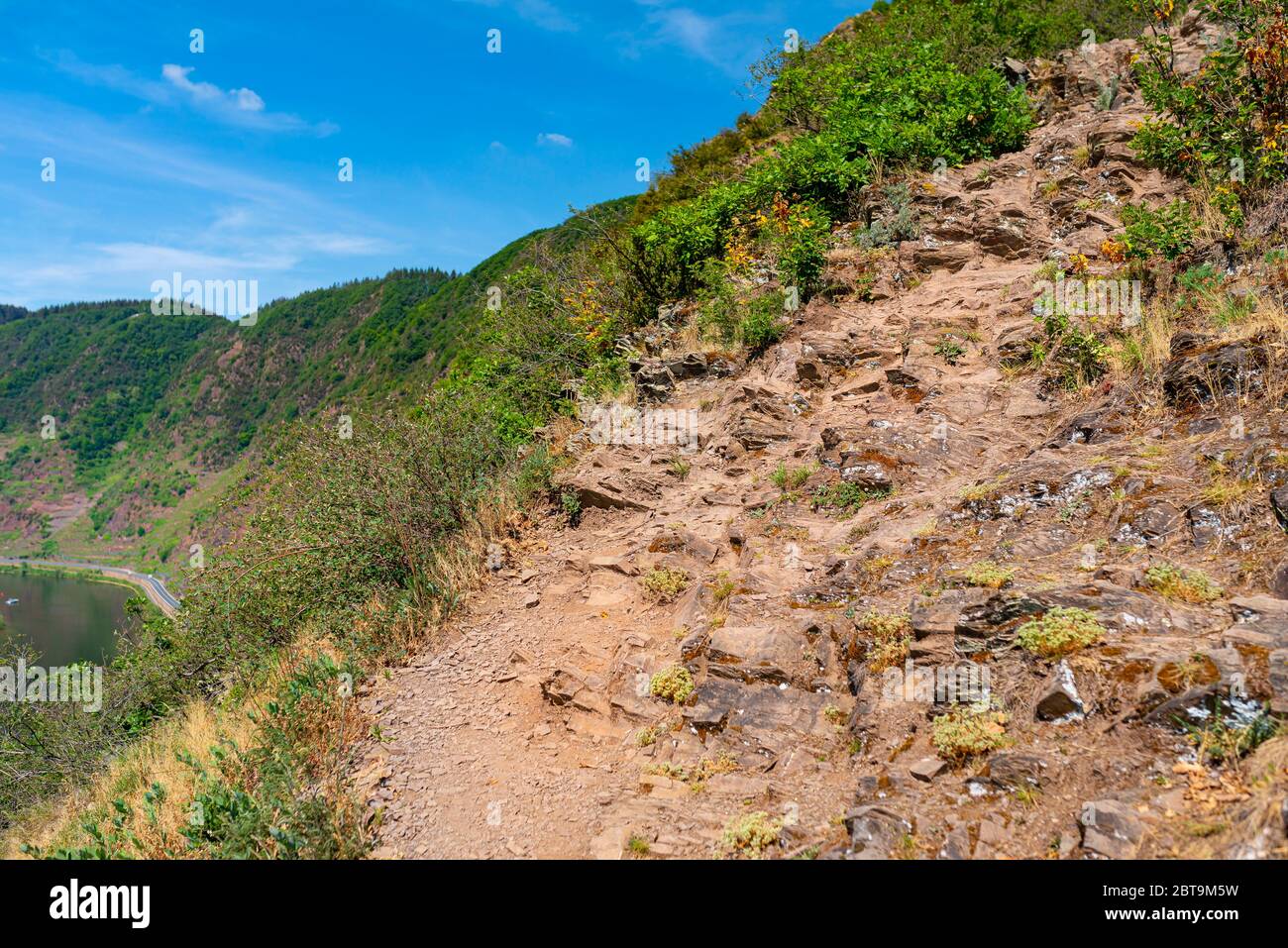 Plants on slate rocks, growing in vineyards in western Germany in the ...