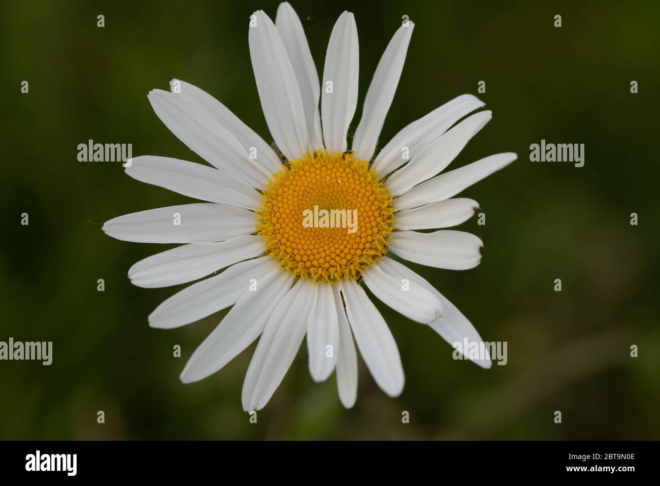 Close up flower Stock Photo - Alamy