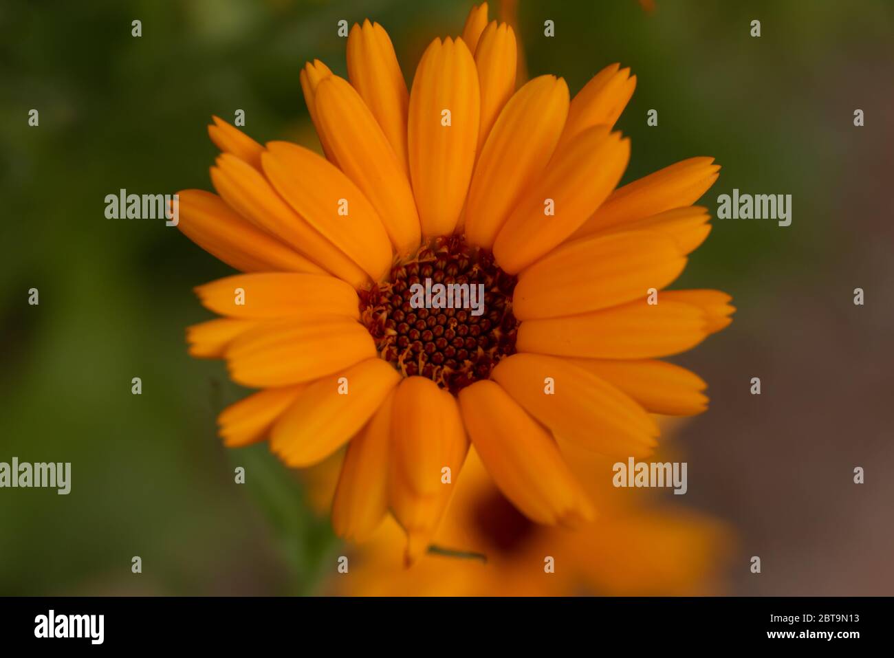 Close up flower Stock Photo - Alamy