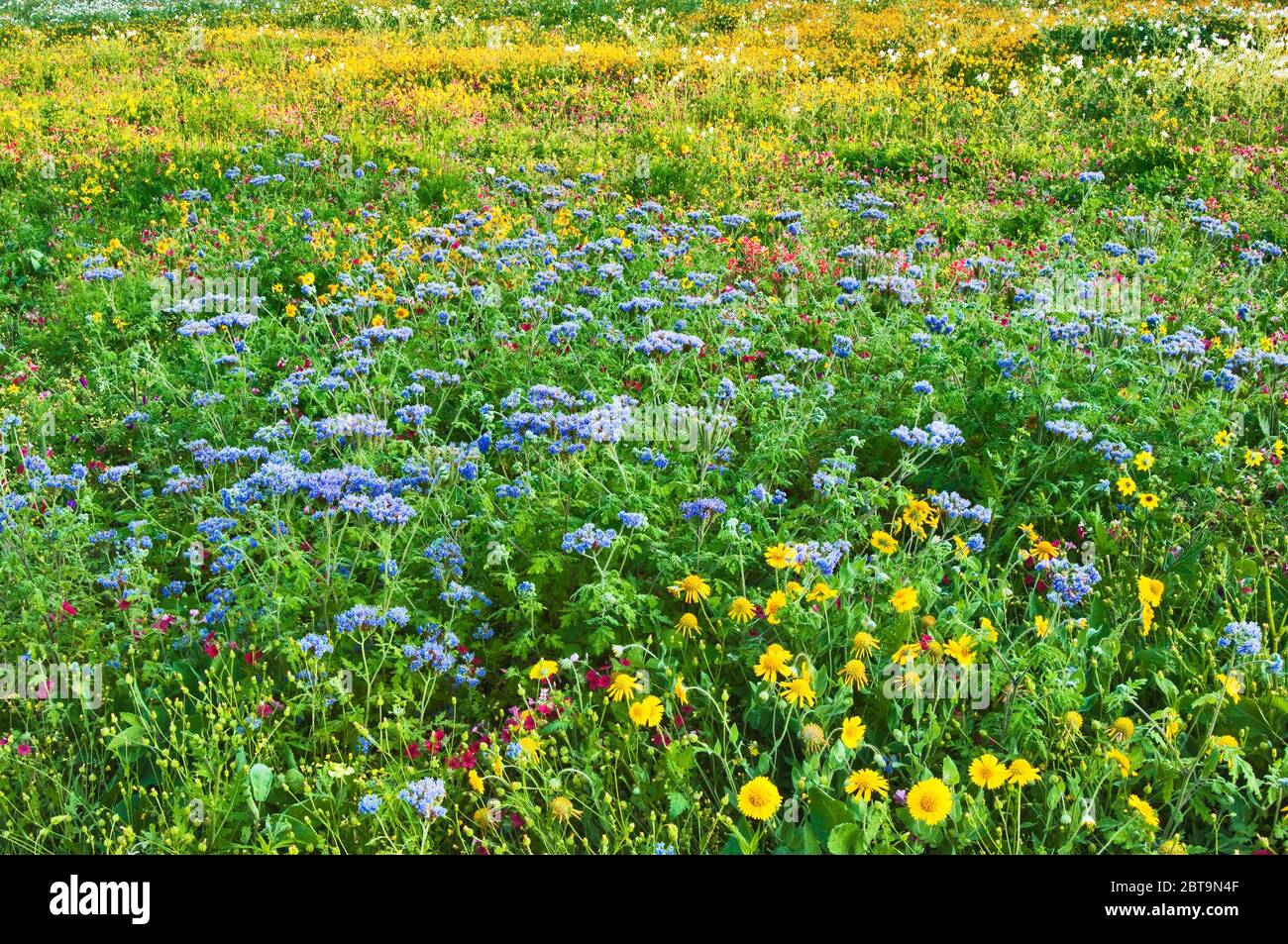 Mistflowers hi-res stock photography and images - Alamy