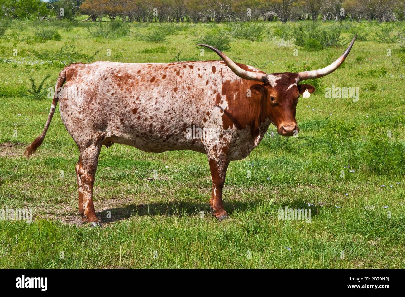 Longhorn cattle at pasture near Goliad, Texas, USA Stock Photo - Alamy