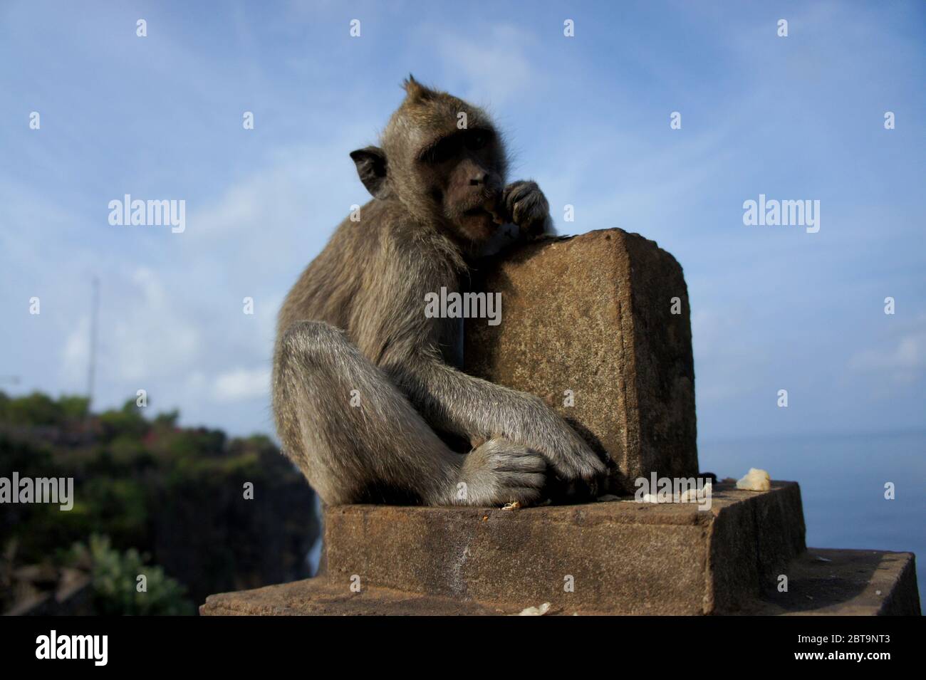 Monkey on Top of The Temple, Bali, Indonesia Stock Photo - Alamy