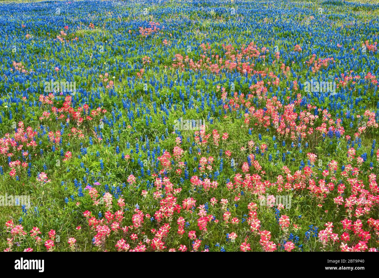 Indian paintbrush field hi-res stock photography and images - Alamy