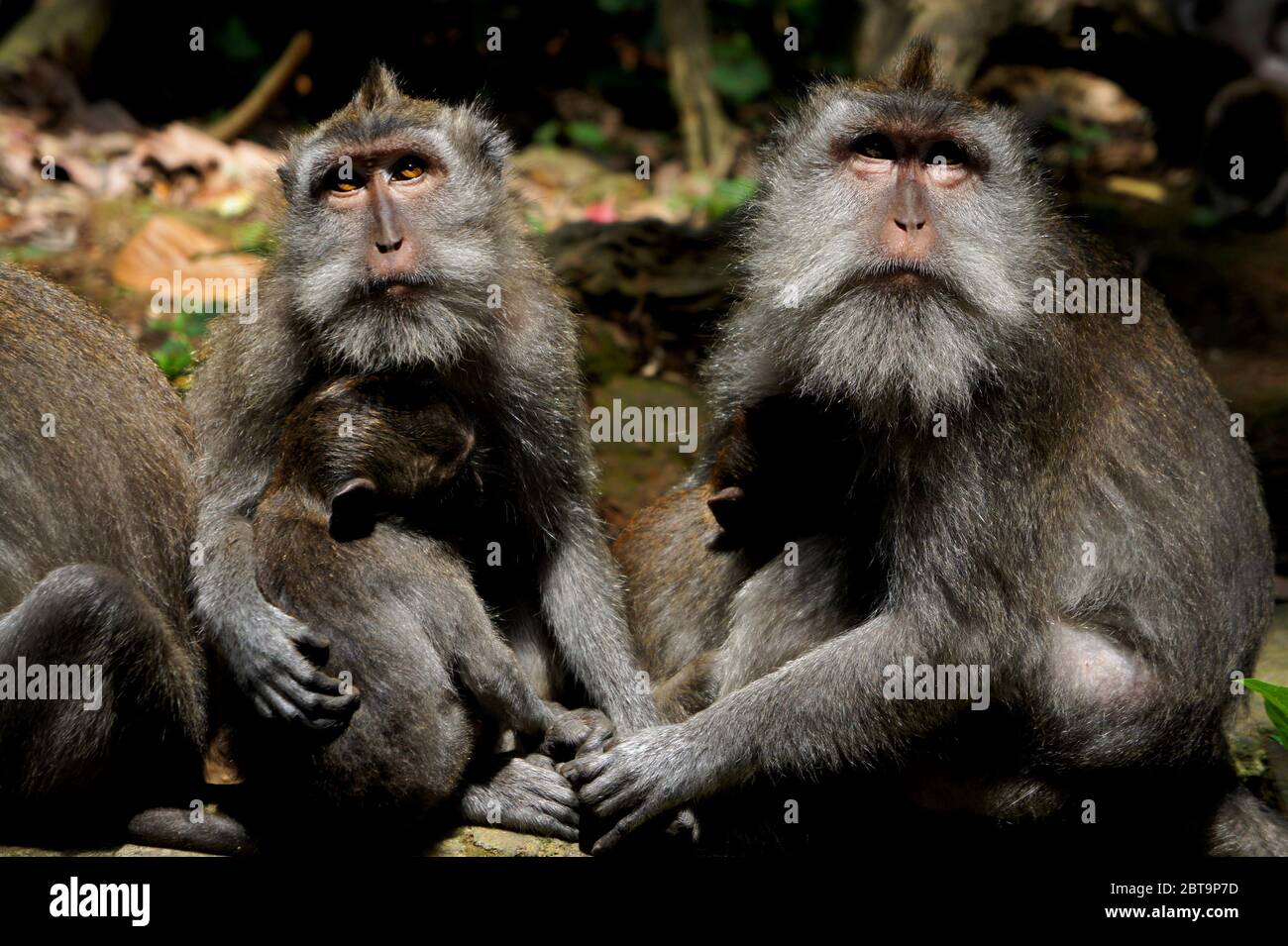 Monkey Family Portrait, Ubud, Bali, Indonesia Stock Photo - Alamy