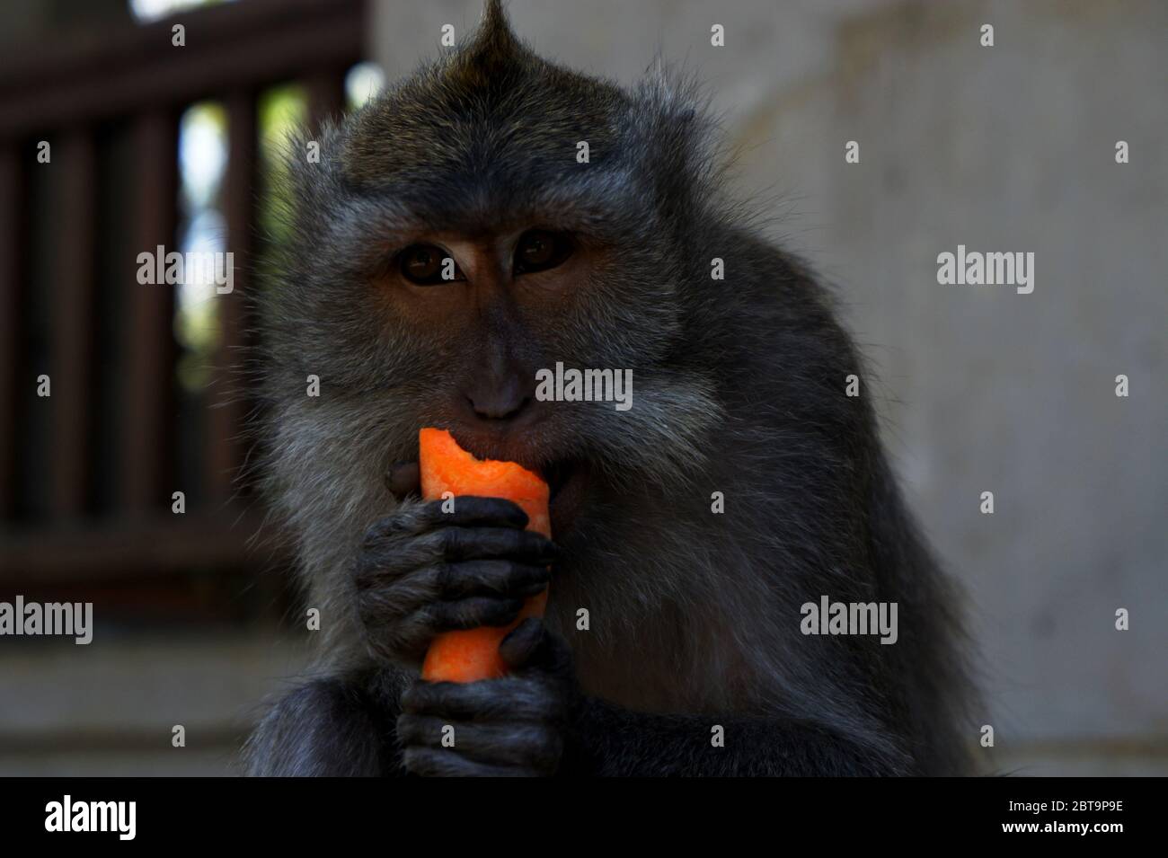 Monkey Eating a Carrot, Ubud, Bali, Indonesia Stock Photo - Alamy