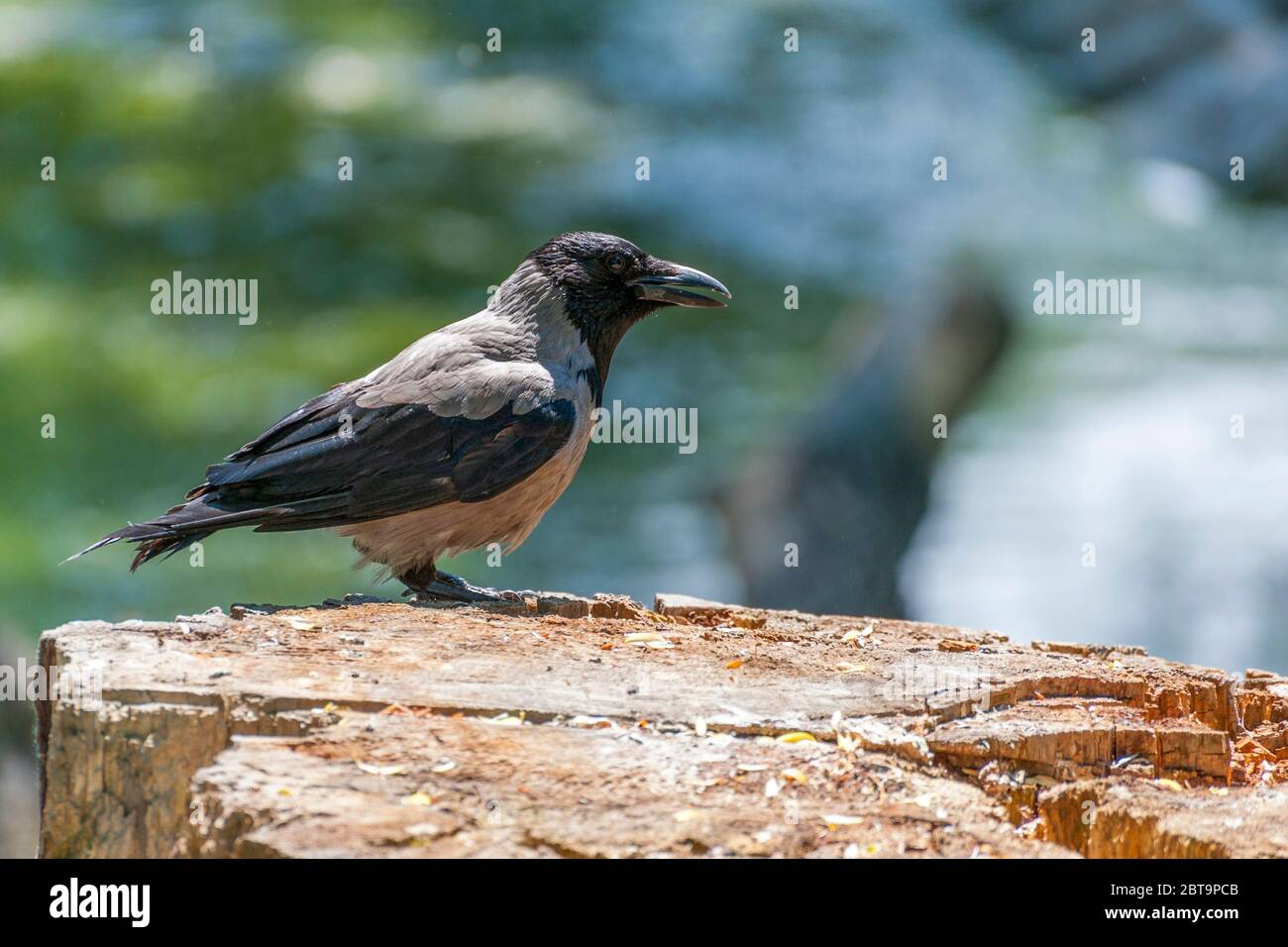 The hooded crow (Corvus cornix) . Hooded Crow-The Hooded Crow (Corvus ...