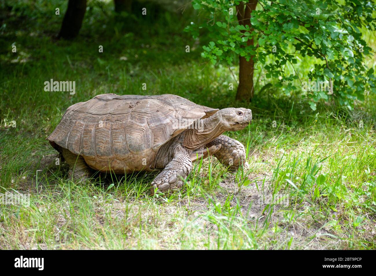 Endemic endangered giant tortoise face head hi-res stock photography ...