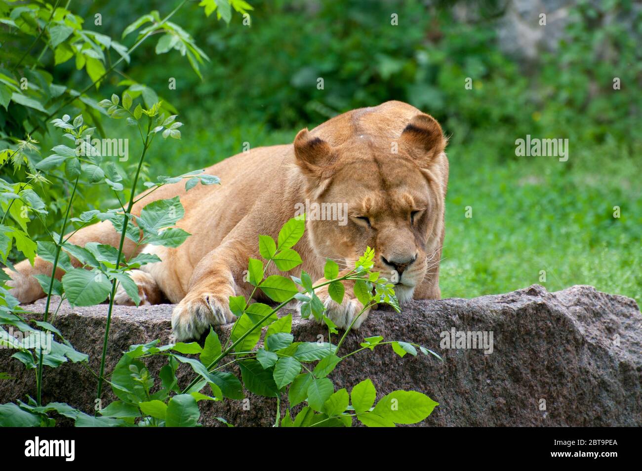 Female lioness looking at cub in grass hi-res stock photography and ...