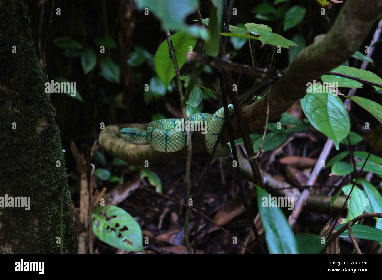 Viper in the jungle of Borneo, Borneo, Malaysia Stock Photo - Alamy