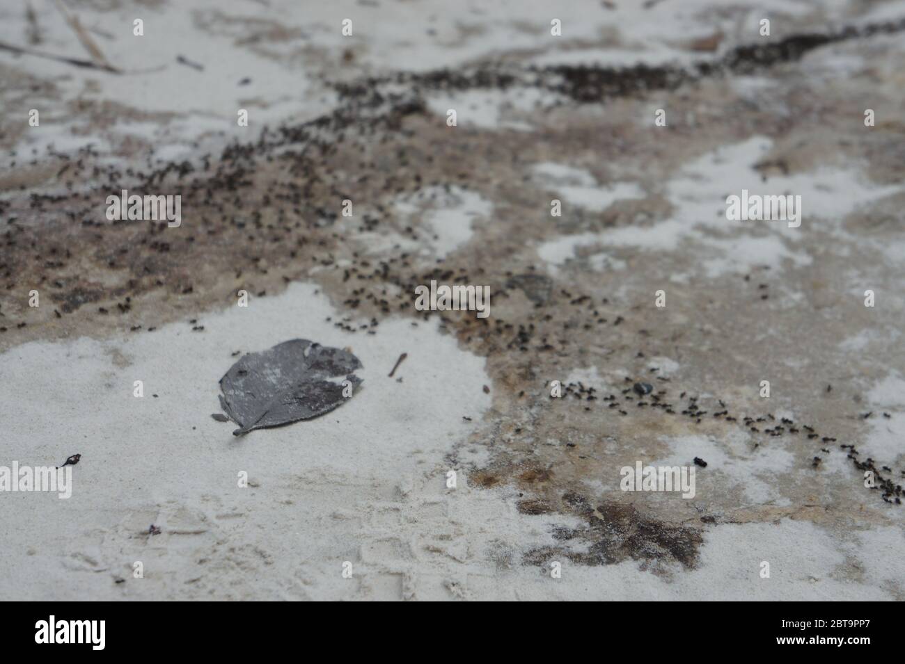 Masses of ants commuting, Borneo, Malaysia Stock Photo - Alamy
